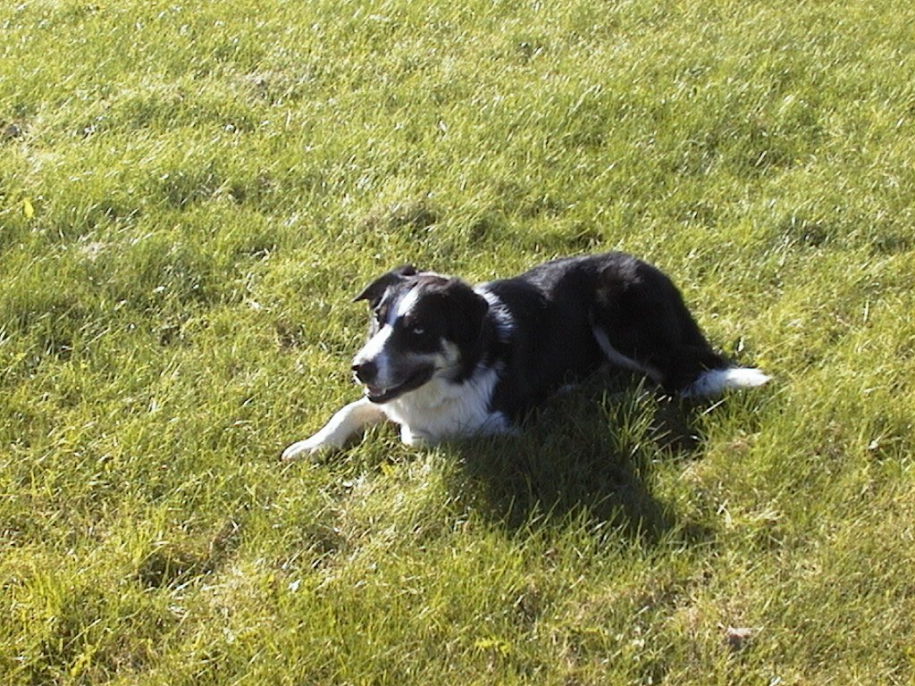 Hundur | Hvalfjarðarsveit